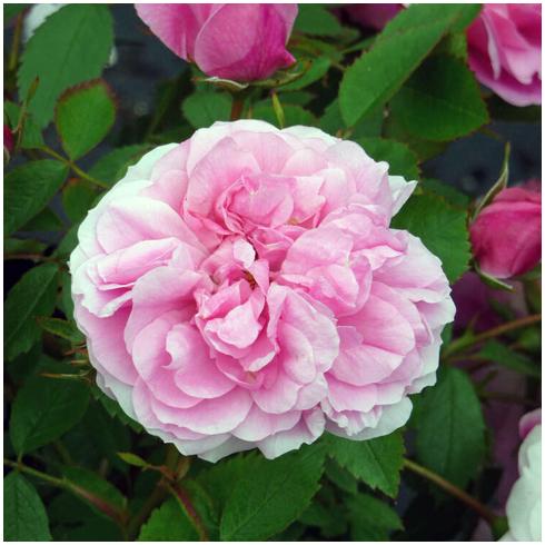 Historic Events - Iconic Norwich